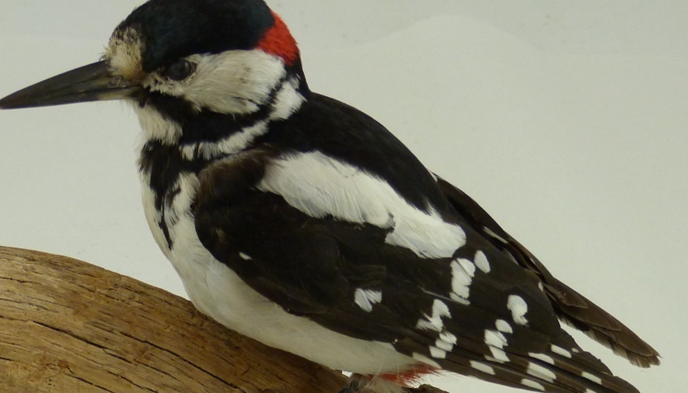 Wonders of NatureNorth Hertfordshire Museum